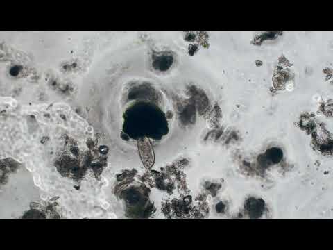 Microscope First Light - Paramecium - Thai Microcosmos