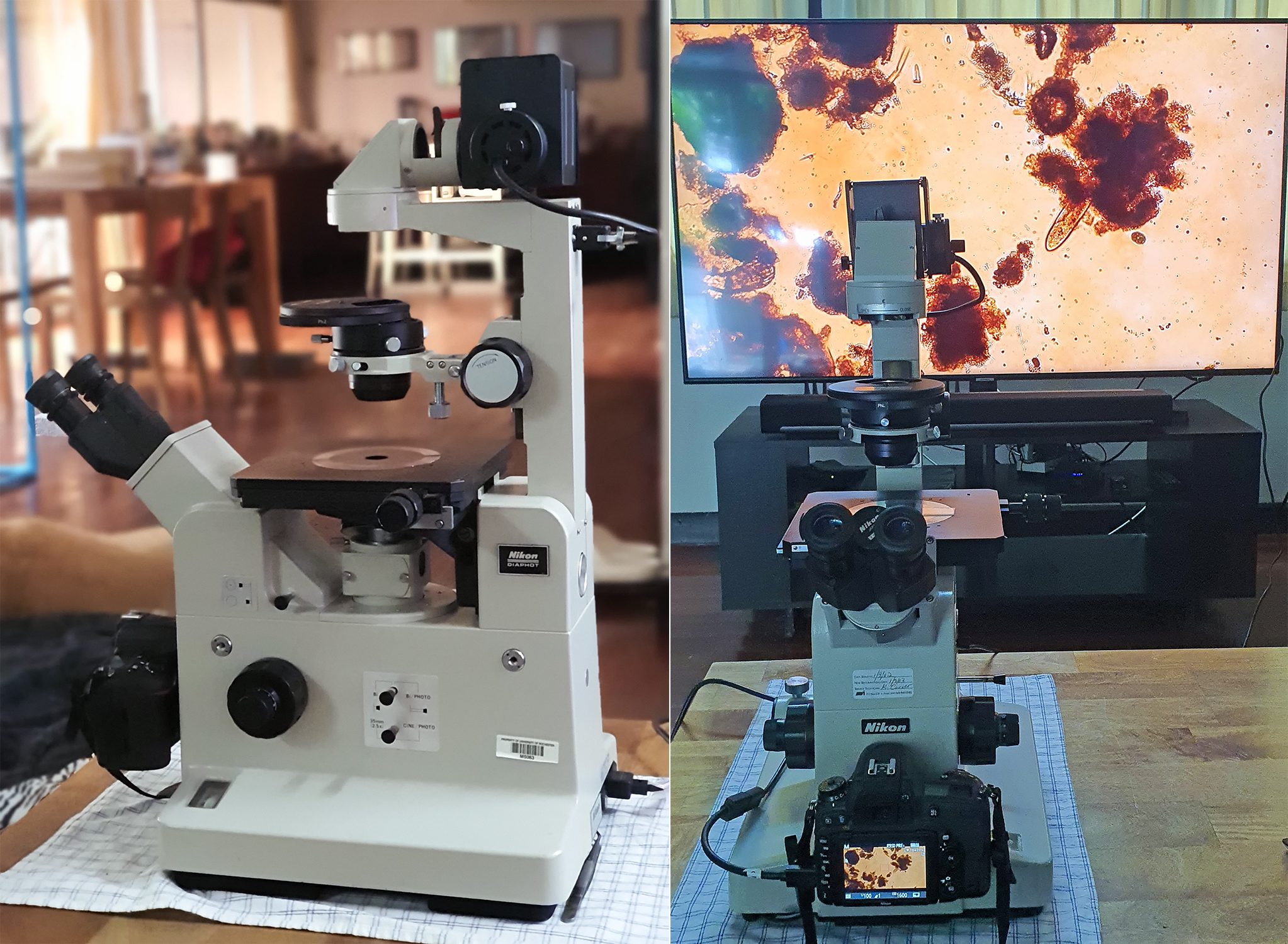 About - Thai Microcosmos