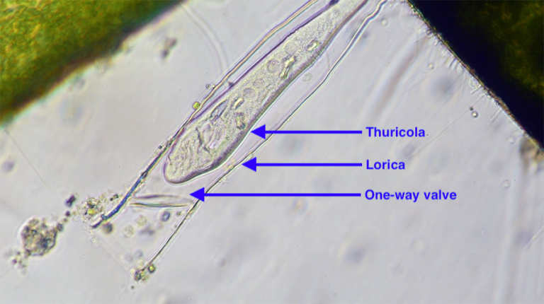 Marine Peritichs & Suctorians - Thai Microcosmos