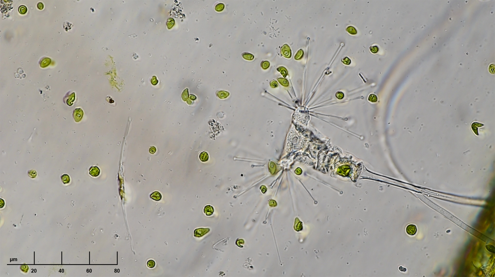Acineta - Thai Microcosmos