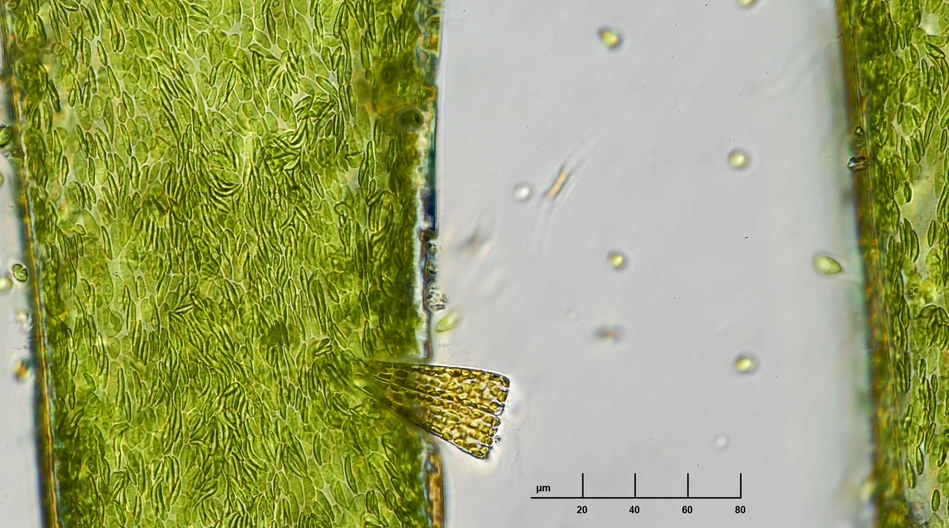 Marine Diatoms and Algae - Thai Microcosmos