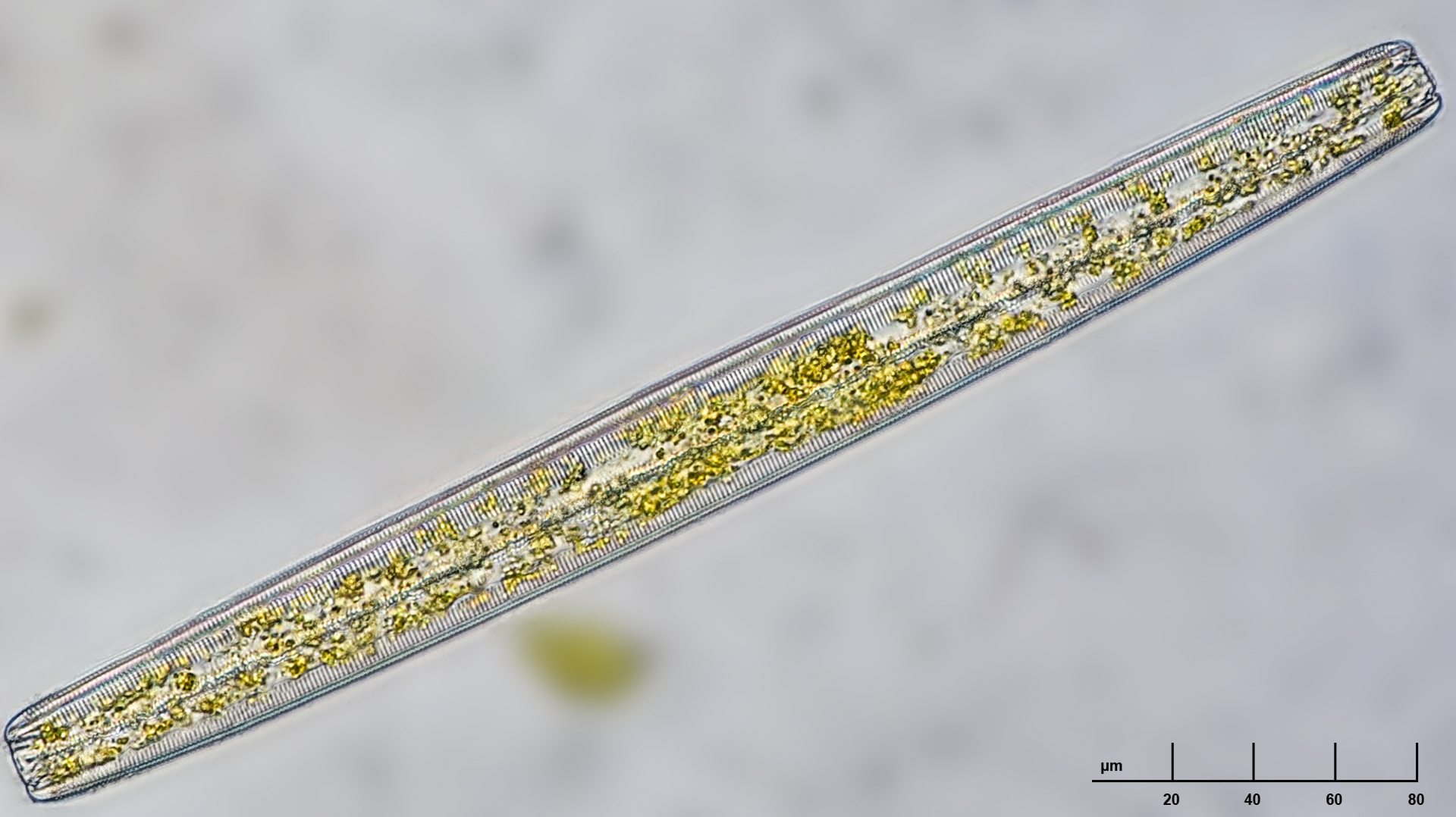 Marine Diatoms and Algae - Thai Microcosmos