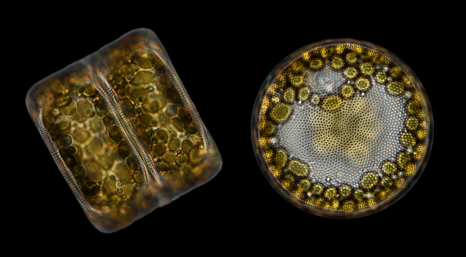 Freshwater Live Diatoms - Thai Microcosmos