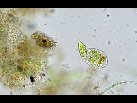 Freshwater Ciliate Eating Algae - Thai Microcosmos