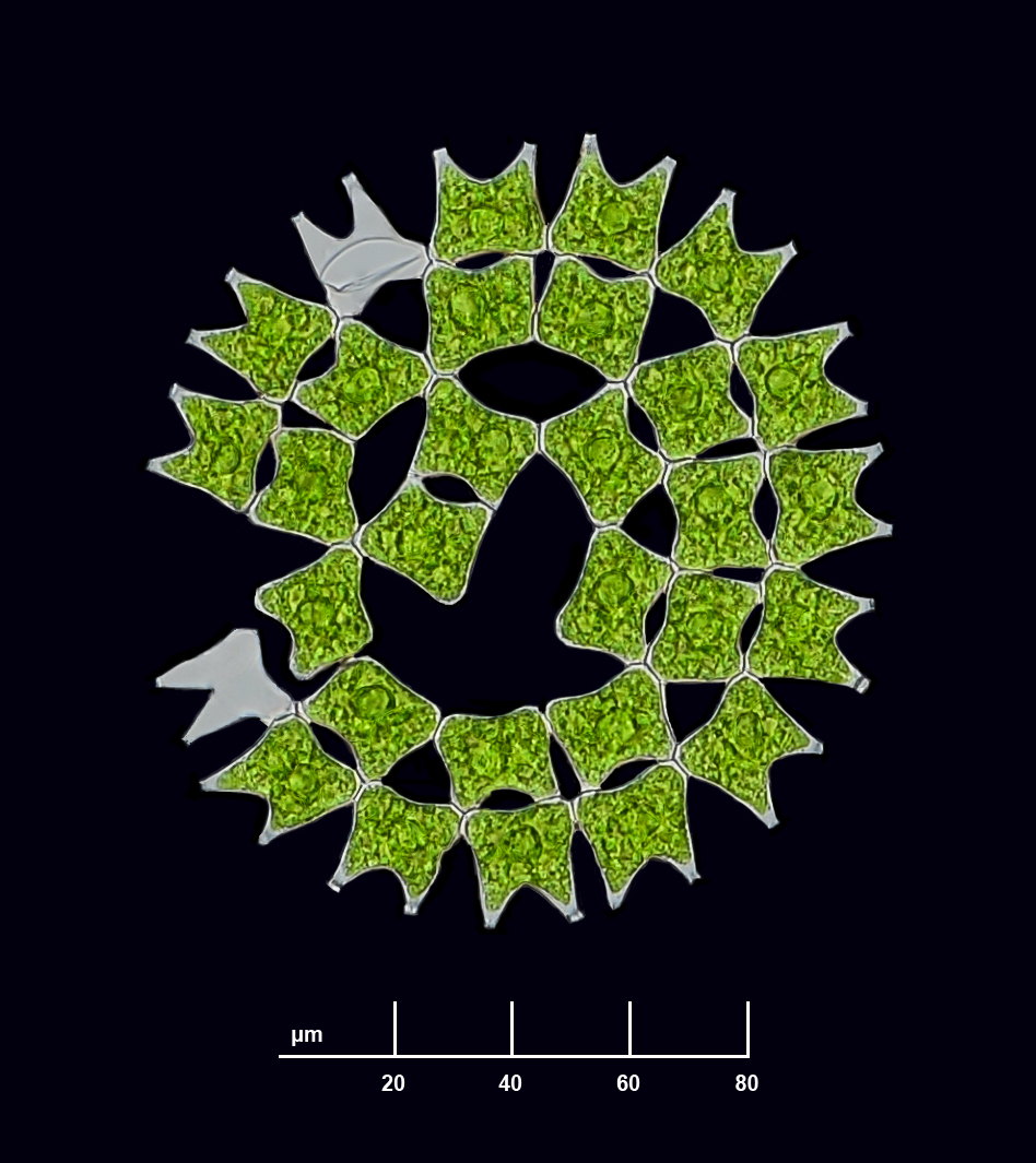 Pediastrum duplex - Thai Microcosmos