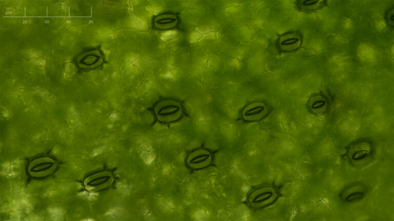 Duckweed Stomata - Thai Microcosmos