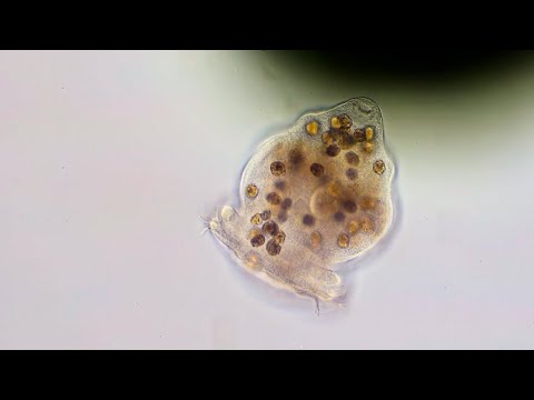 Campanella sp. - Thai Microcosmos