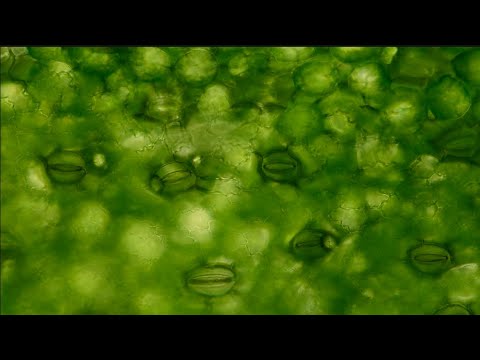 Duckweed Stomata - Thai Microcosmos