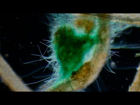 Cyanobacteria Movement through Phototaxis - Thai Microcosmos