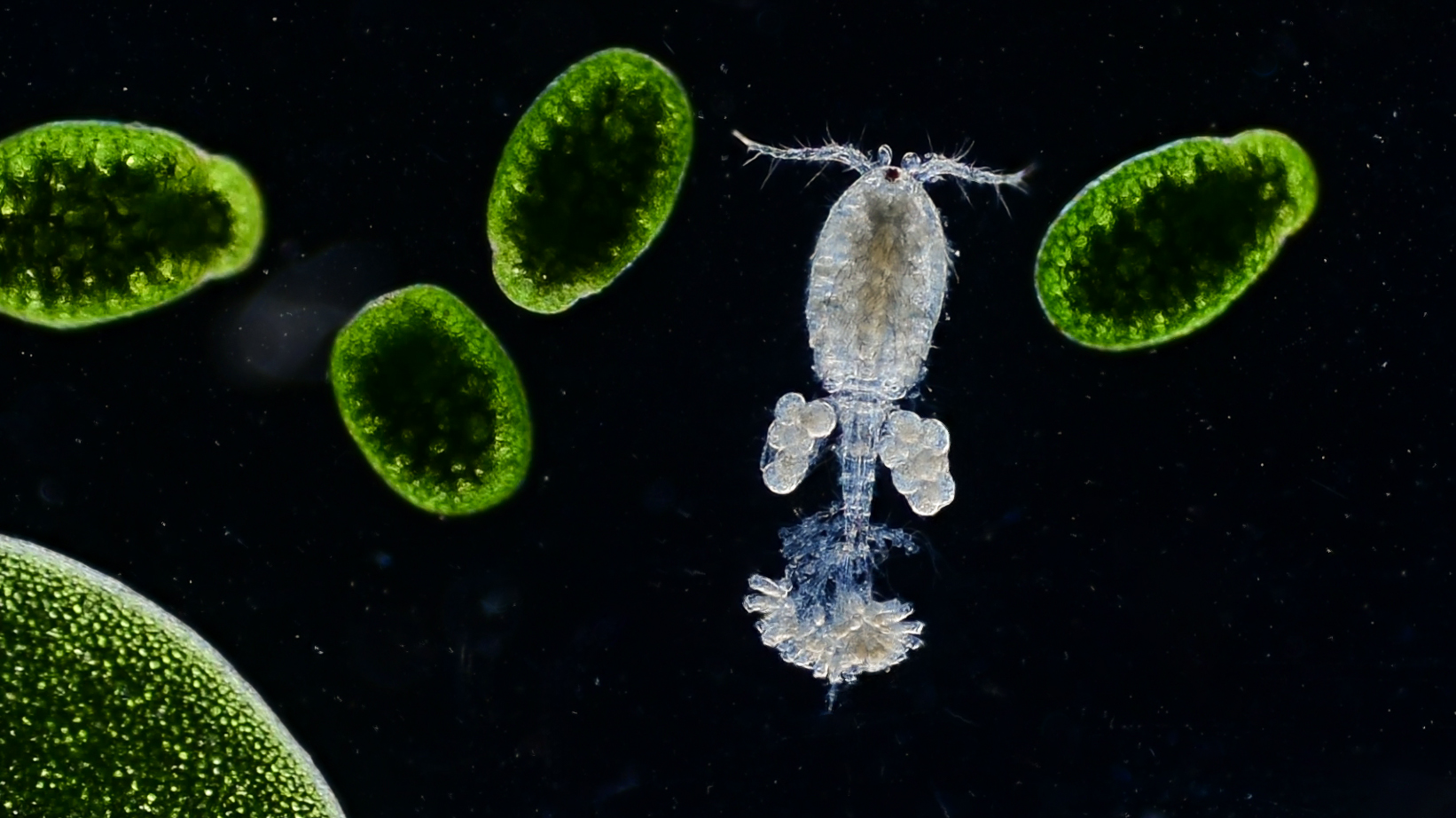 Copepod carrying eggs and a colony of Peritrichs - Thai Microcosmos