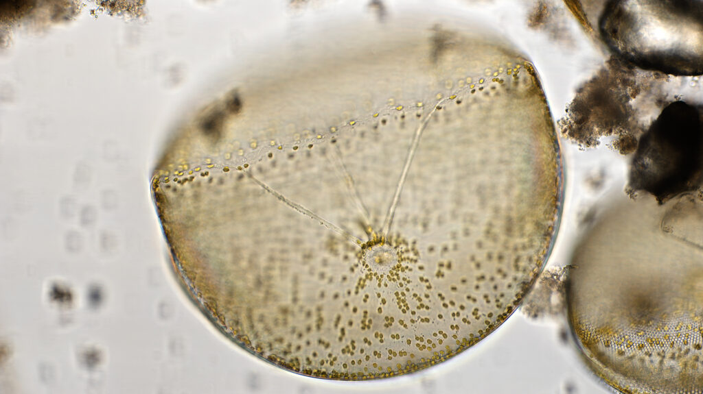 Marine Diatoms from Pranburi - Thai Microcosmos