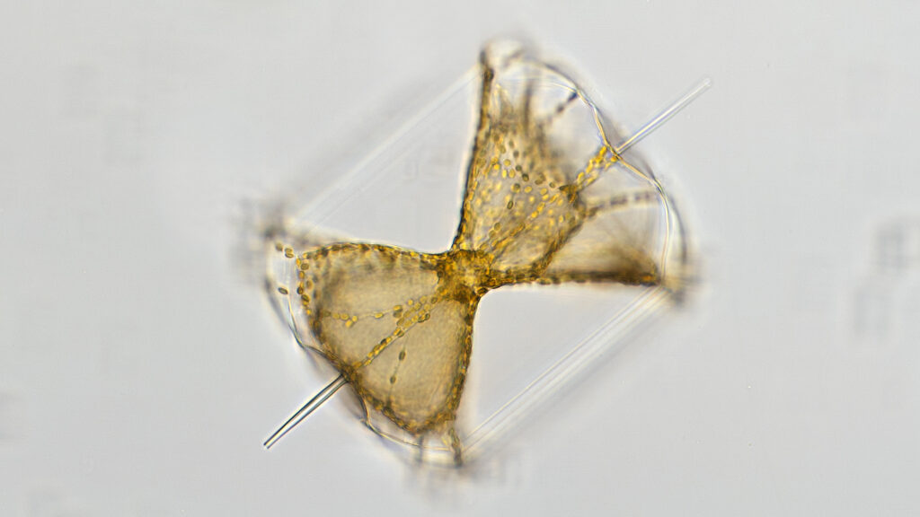 Marine Diatoms from Pranburi - Thai Microcosmos