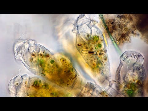 Freshwater Peritrichs - Thai Microcosmos