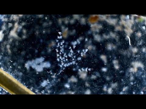 Peritrich Current Visualization - Thai Microcosmos