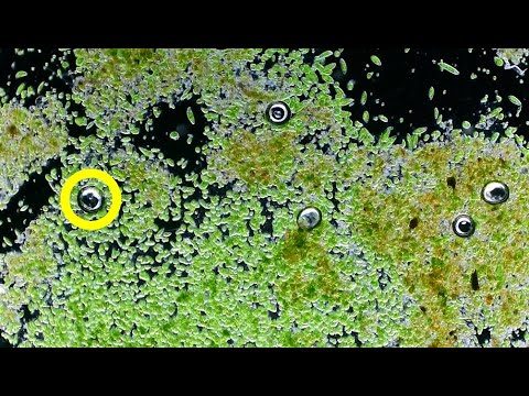 Euglenoid Photosynthesis - Thai Microcosmos